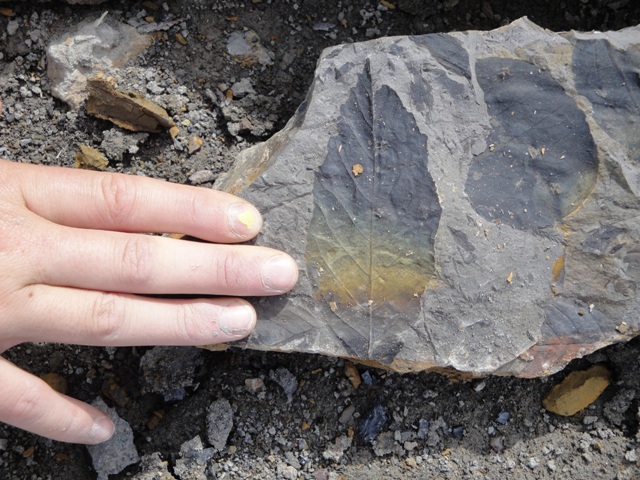 Paleontology in Alaska: Jaclyn White ’13 and Alexandria Brannick '12 ...