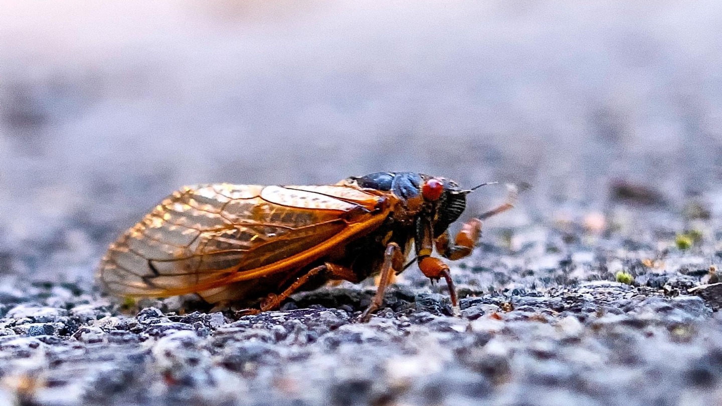 Sounds of Summer: How Ancient Writers Drew Inspiration from Cicadas ...