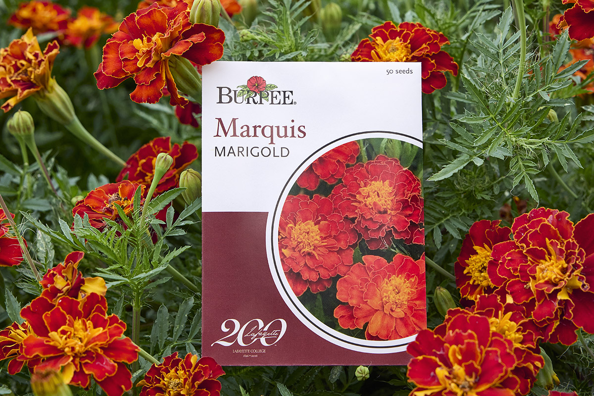 Lafayette College partners with Burpee on exclusive Marquis Marigolds ...
